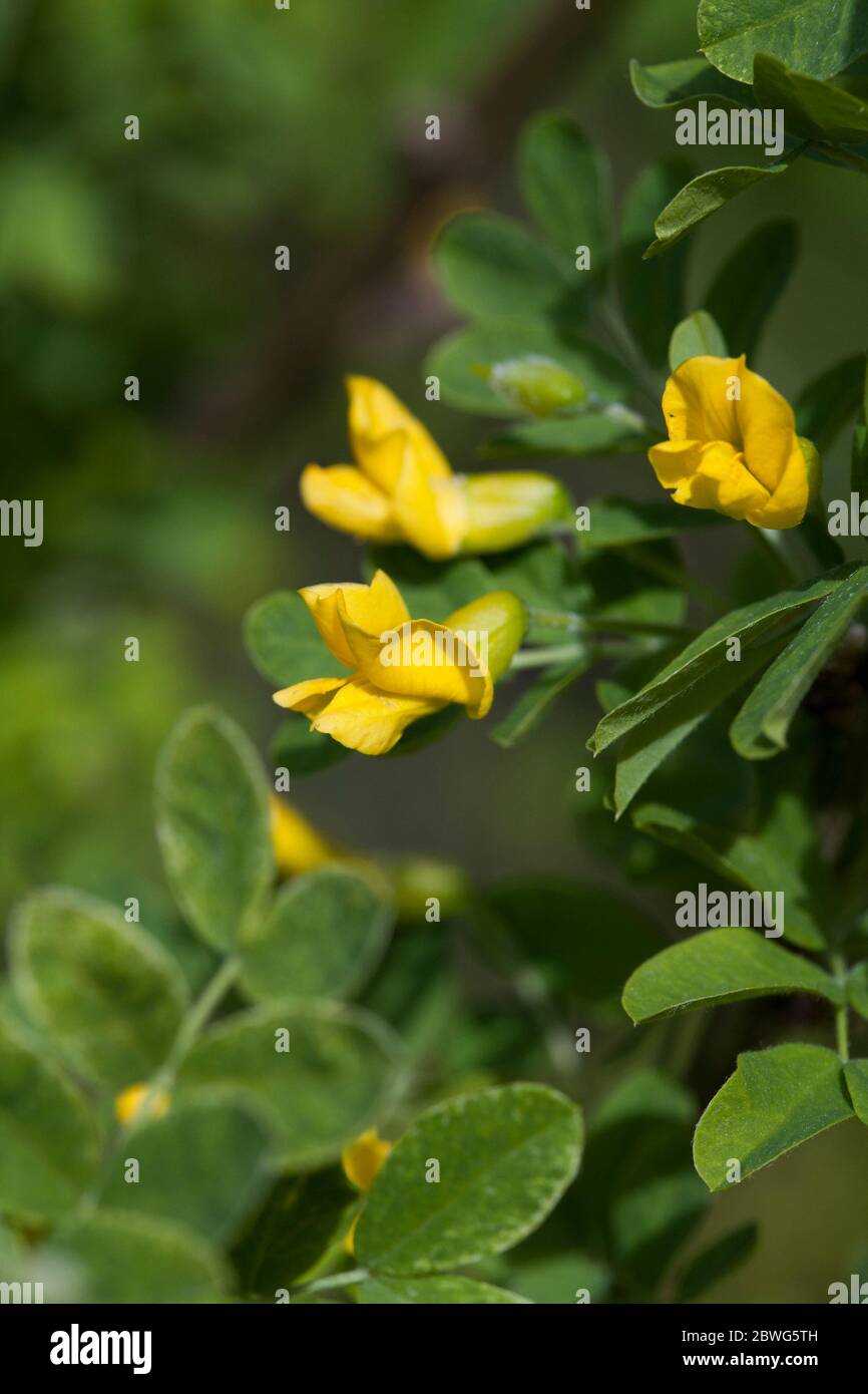 CARAGANA arborescens shrubs or small trees Stock Photo - Alamy