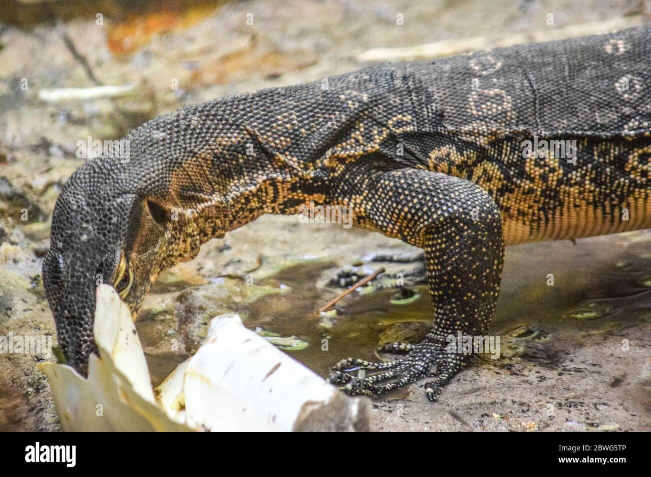 Asian water monitor teeth hi-res stock photography and images - Alamy
