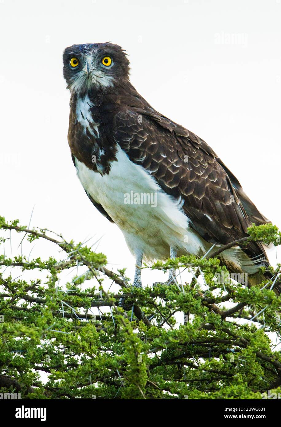 1920x1200 Snakes Eagles 9,000+ Free Snake Eagle & Eagle Images