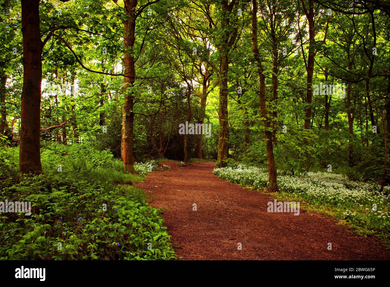 A winding path, winding through Spring Wood, Whalley, Lancashire Stock ...