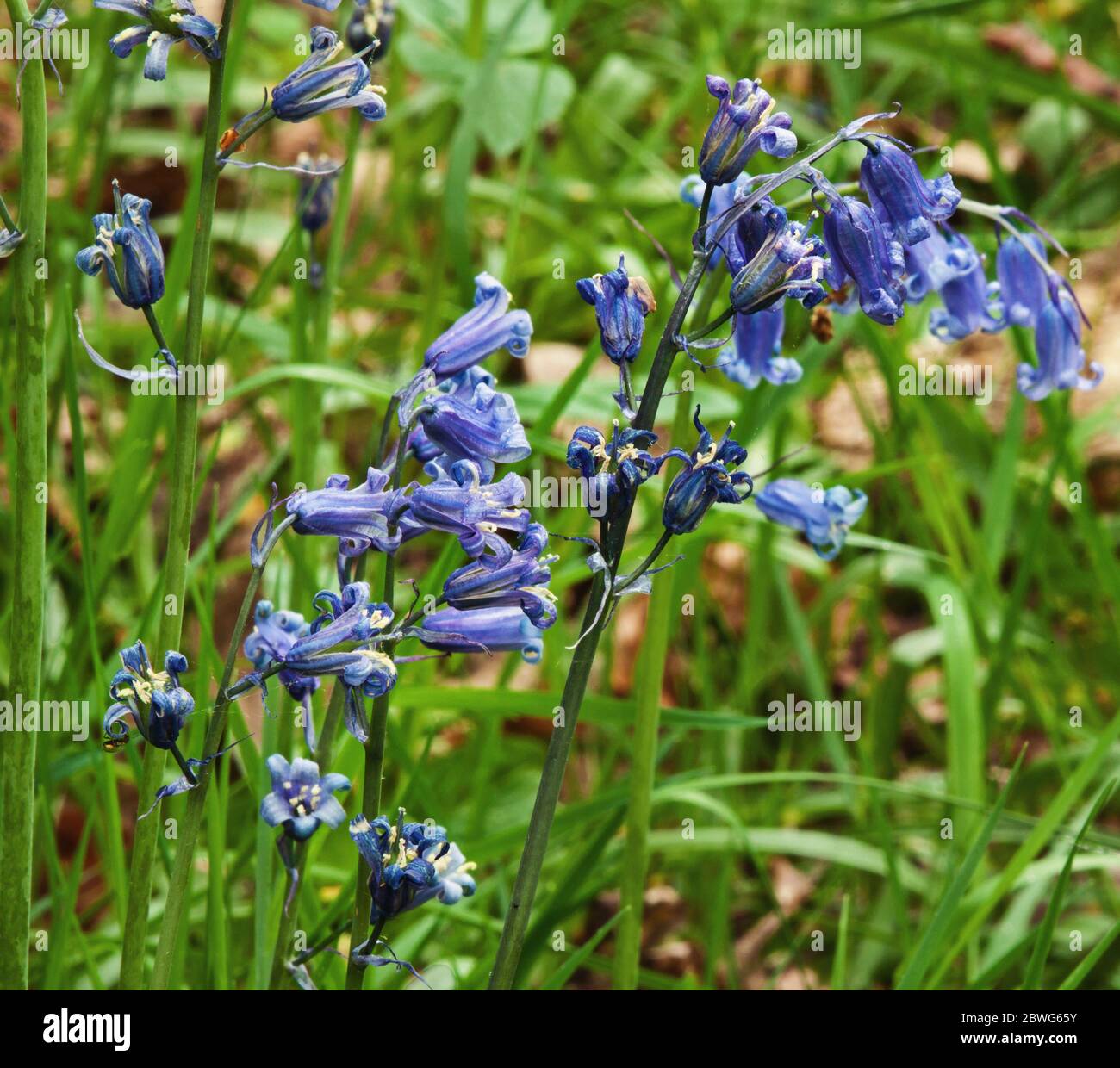 The last of the bluebells in woodland, as some of the flower heads ...