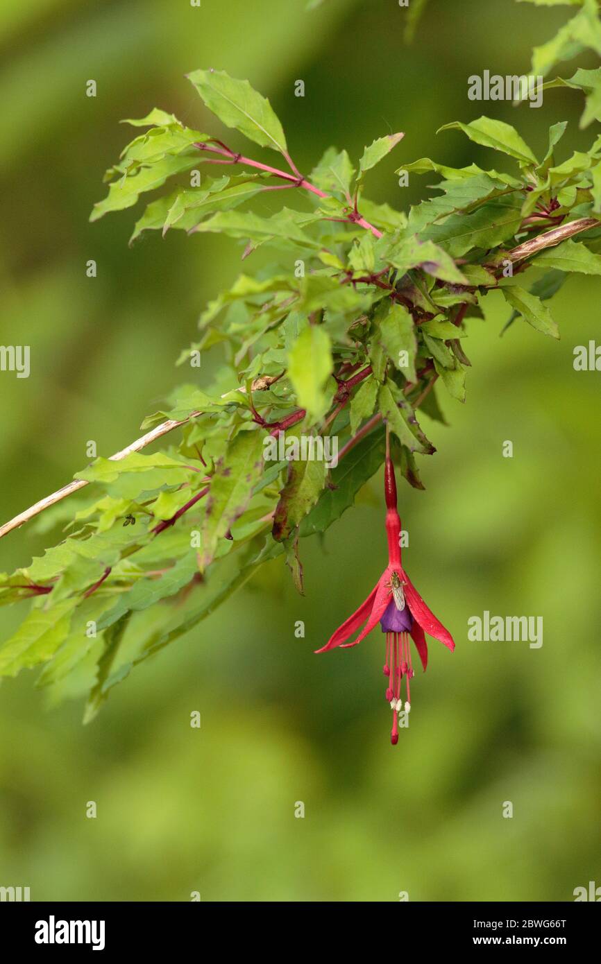 Fuchsia magellanica in ornamental hi-res stock photography and images ...