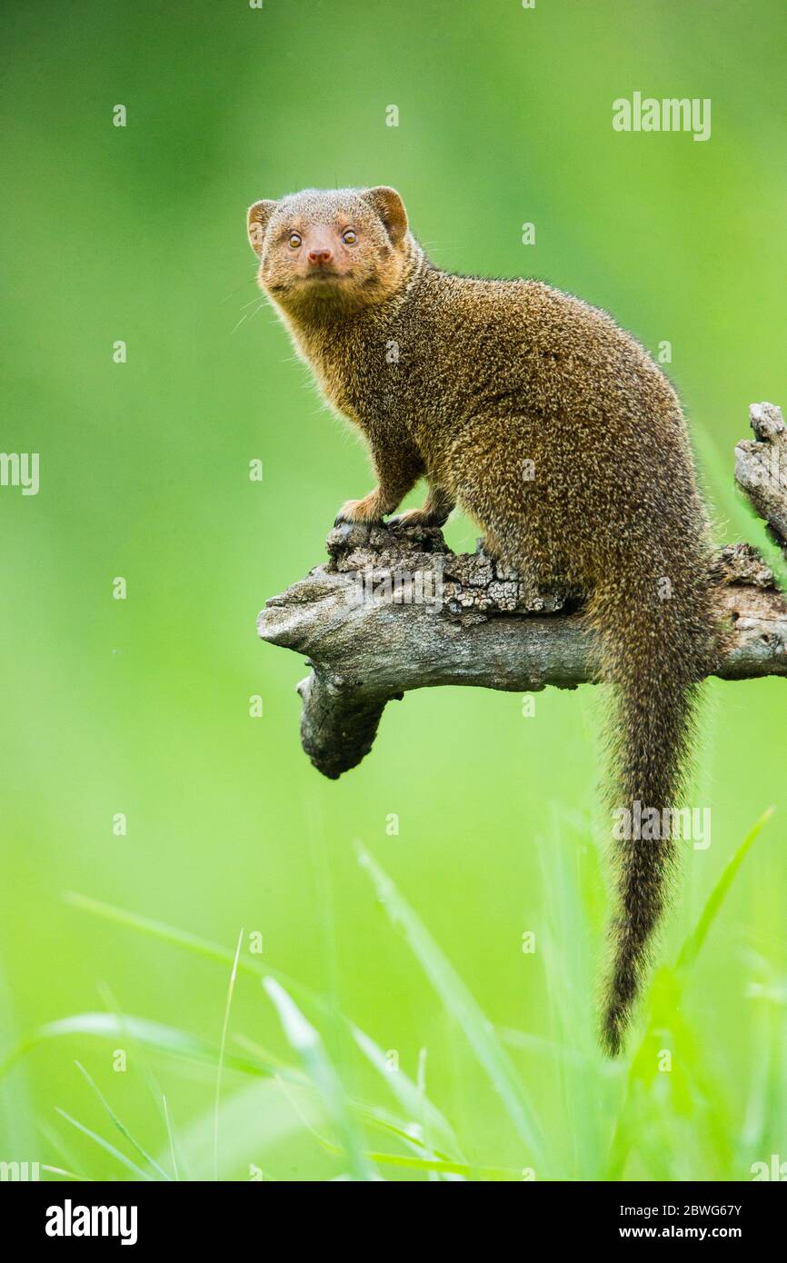 Dwarf mongoose (Helogale parvula) sitting on branch and looking at ...