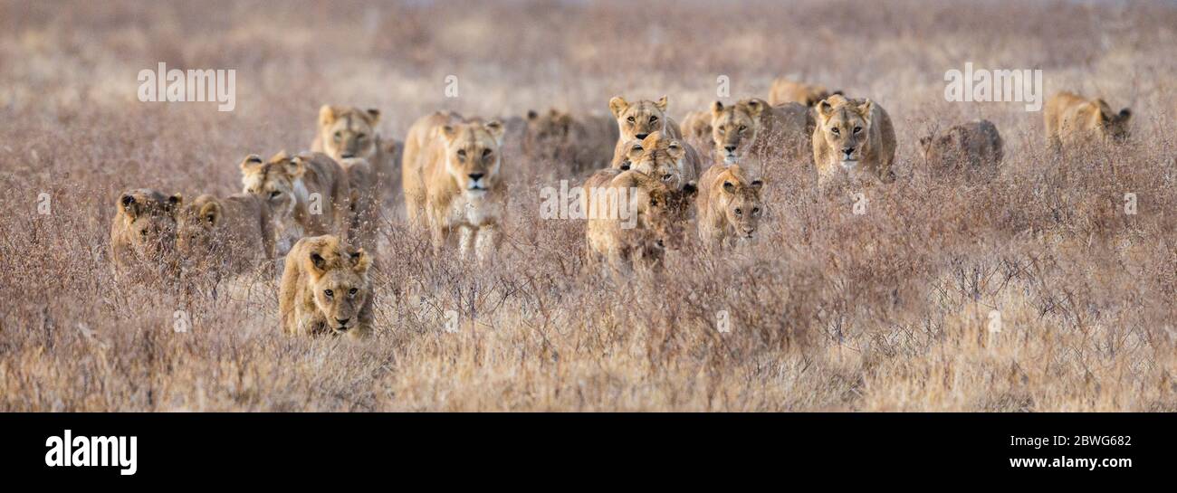 Large group of lions (Panthera leo), Ngorongoro Conservation Area ...