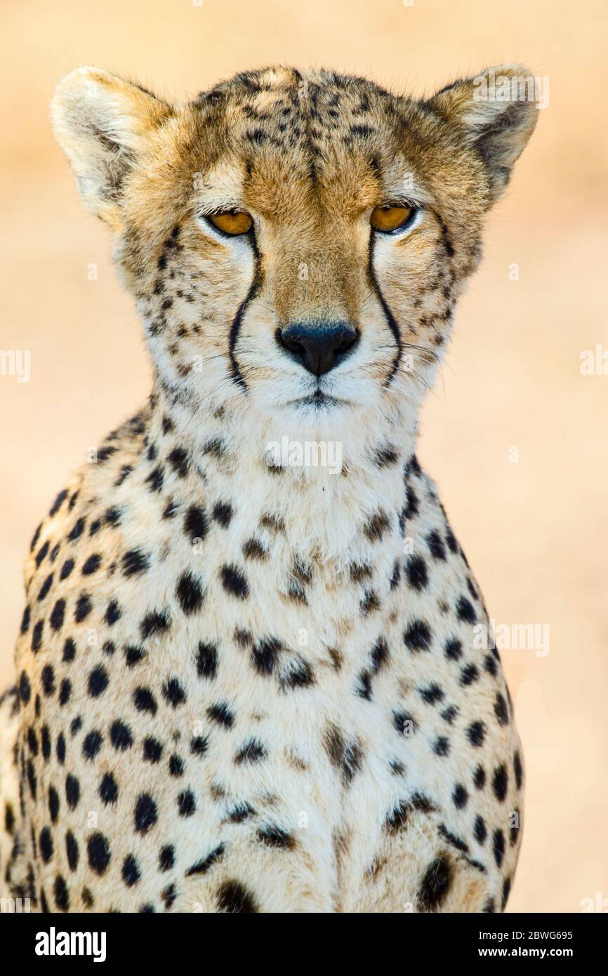 Animals of the serengeti hi-res stock photography and images - Alamy