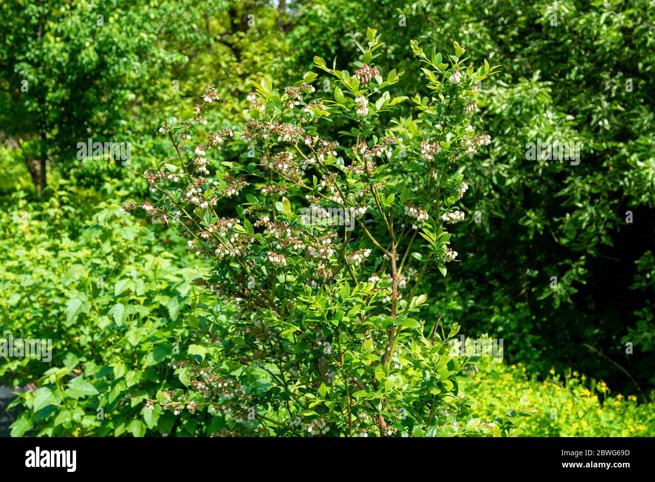 Flowering pink blueberry bush. Reproduction of fruitful bushes of black ...