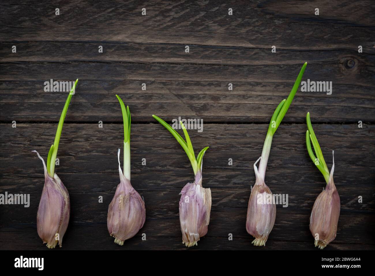 close up of sprouted garlic cloves on wooden background. Food ...