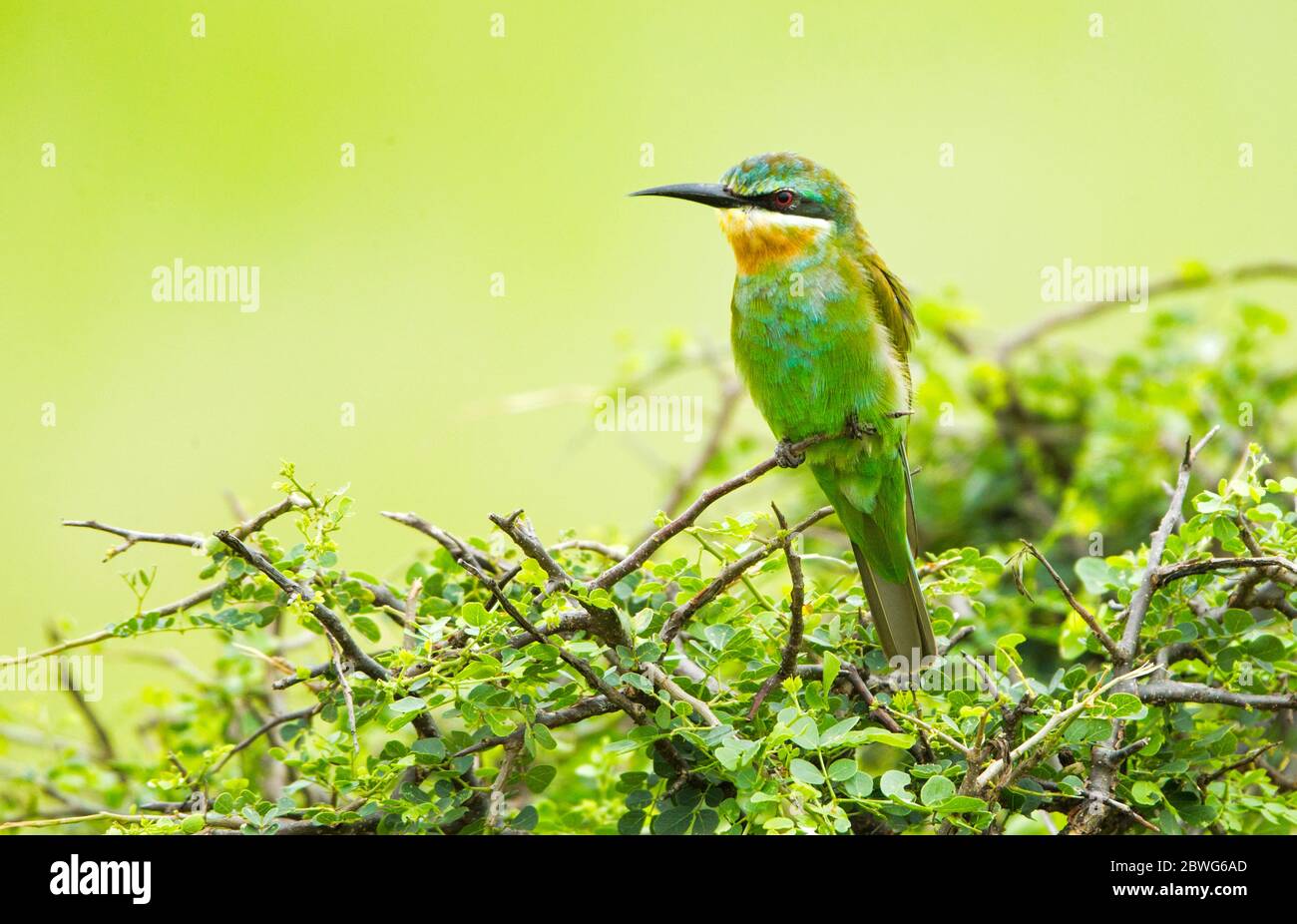 Cinnamon chested bee eater hi-res stock photography and images - Alamy