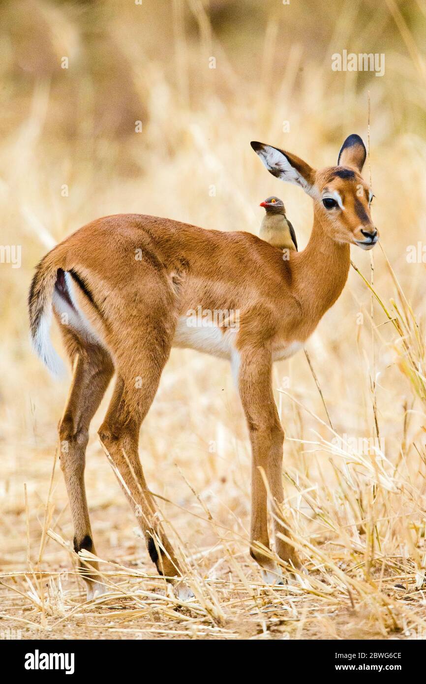 Impala national park hi-res stock photography and images - Alamy