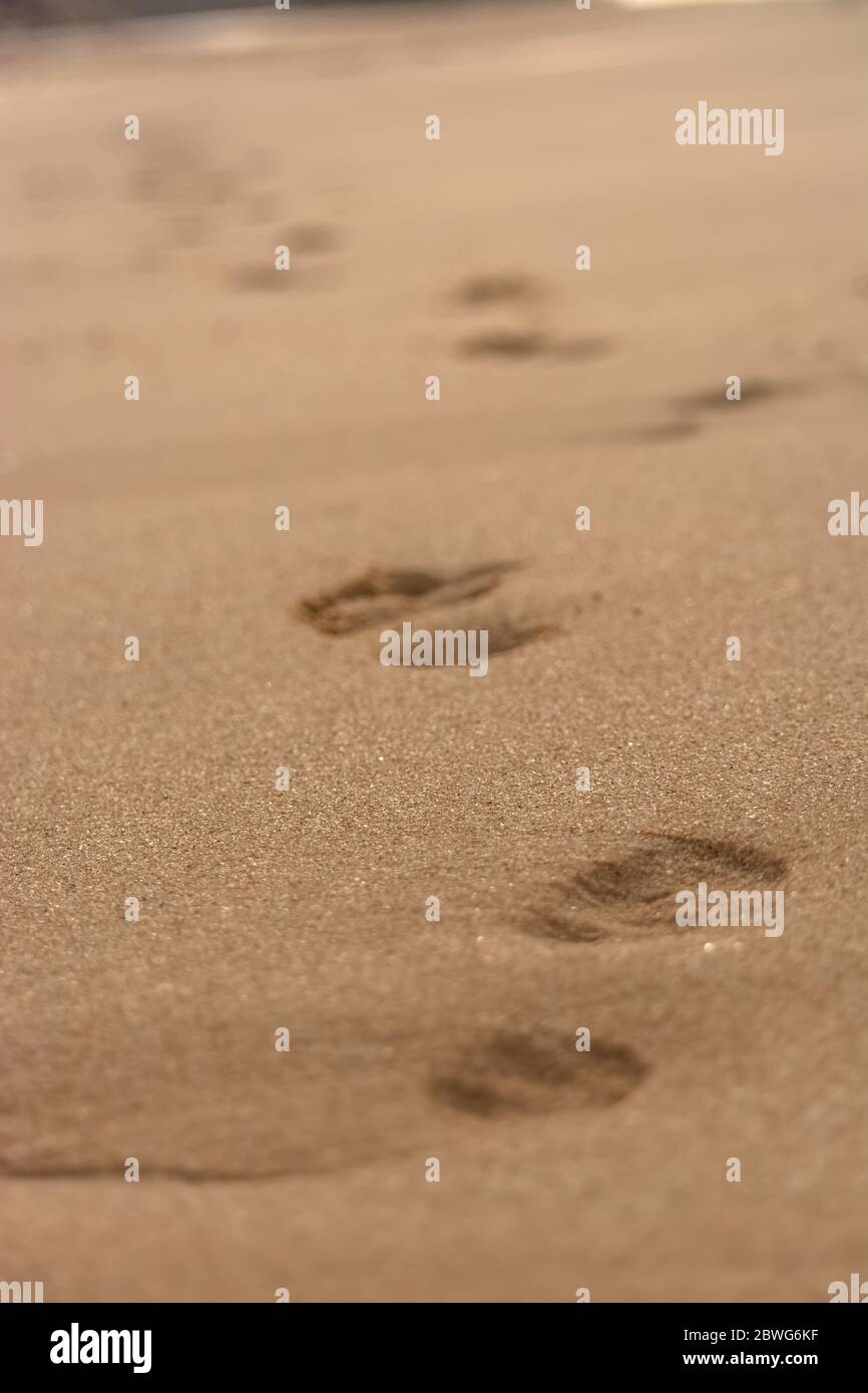 View of footprints on the beach sand, track marks along the beach Stock ...