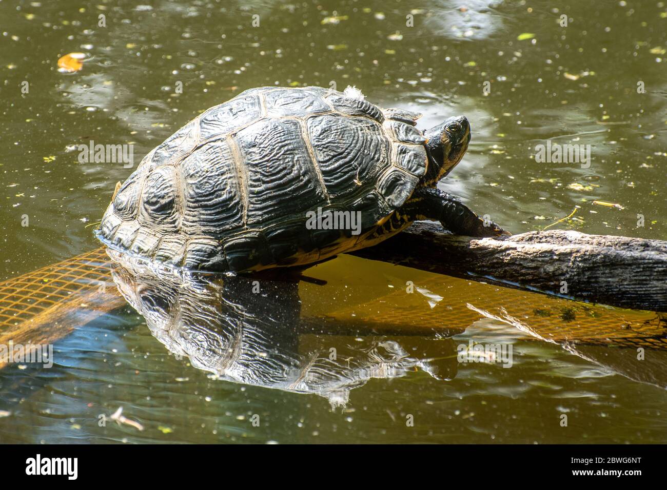 Native american turtle hi-res stock photography and images - Alamy
