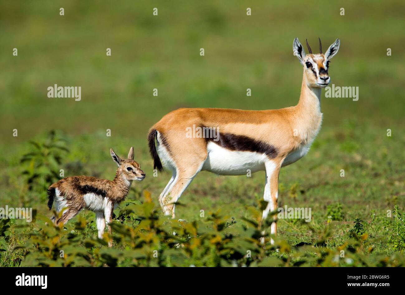 Thomsons gazelle (Eudorcas thomsonii) with calf, Serengeti National ...