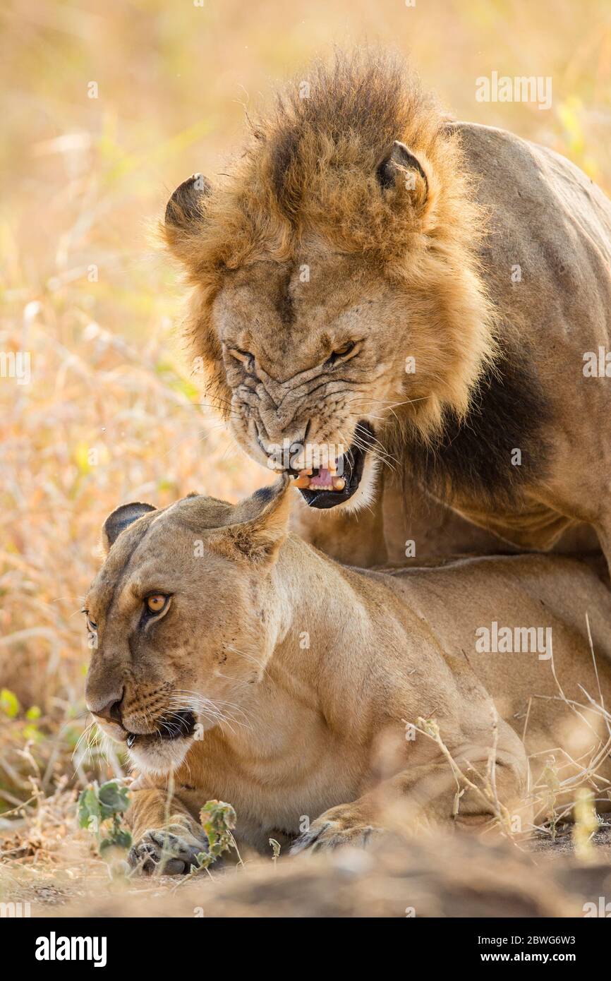 Mating lions in serengeti hi-res stock photography and images - Alamy