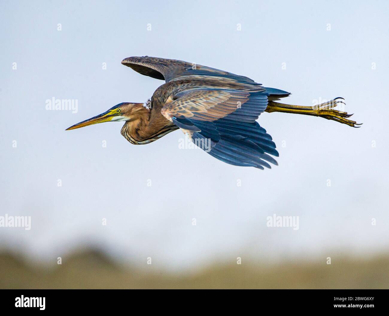 Side view of bird flying hi-res stock photography and images - Alamy