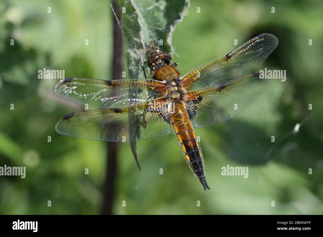 Chasers hi-res stock photography and images - Alamy