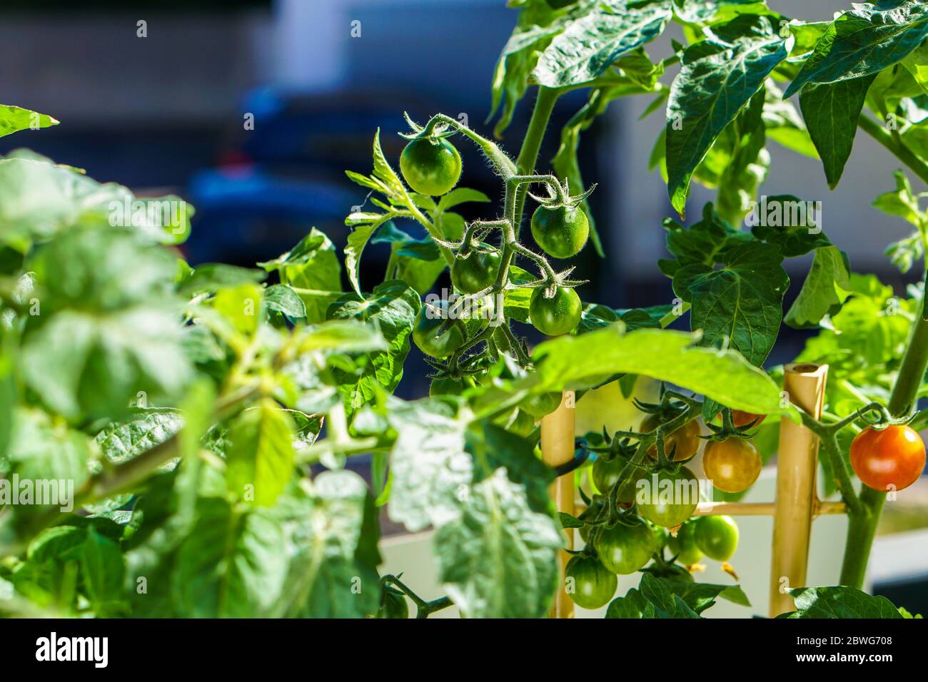 Cherry tomato plant balcony hi-res stock photography and images - Alamy
