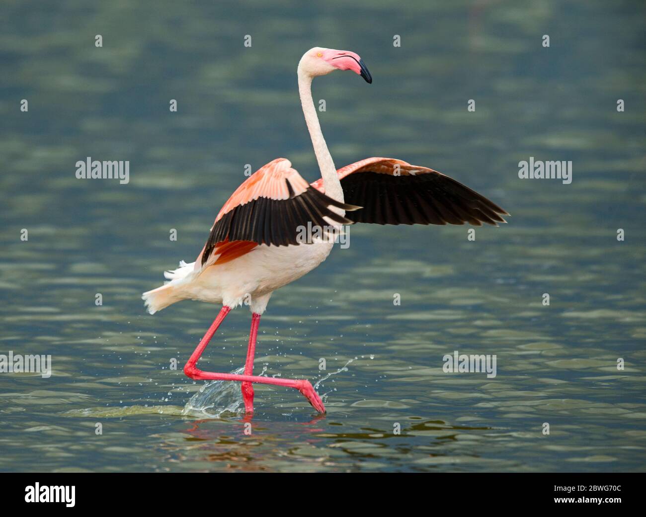 National bird of tanzania hi-res stock photography and images - Alamy