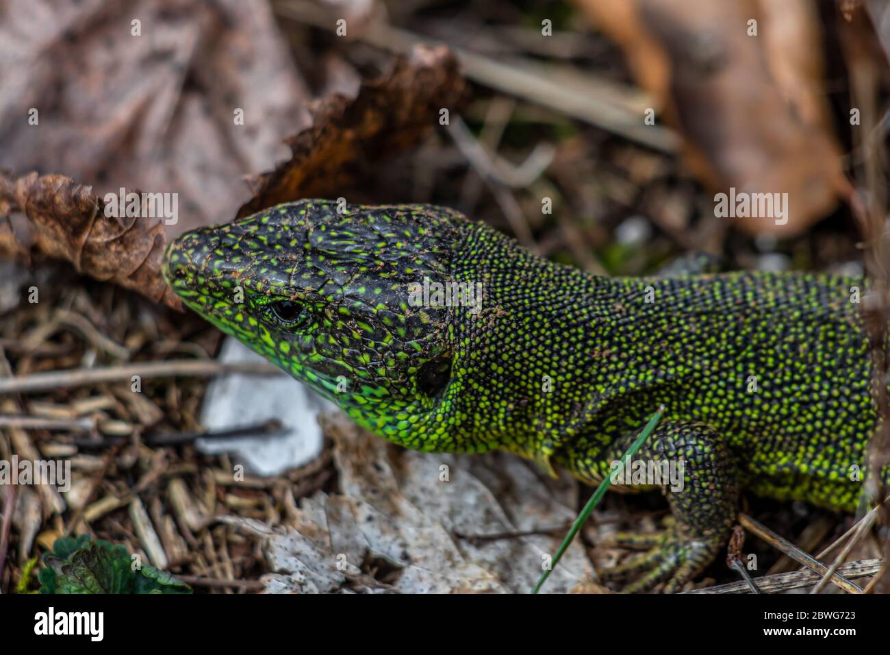 European green lizard close up Stock Photo - Alamy