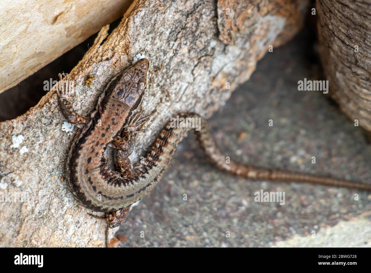 Common wall lizard close up Stock Photo - Alamy