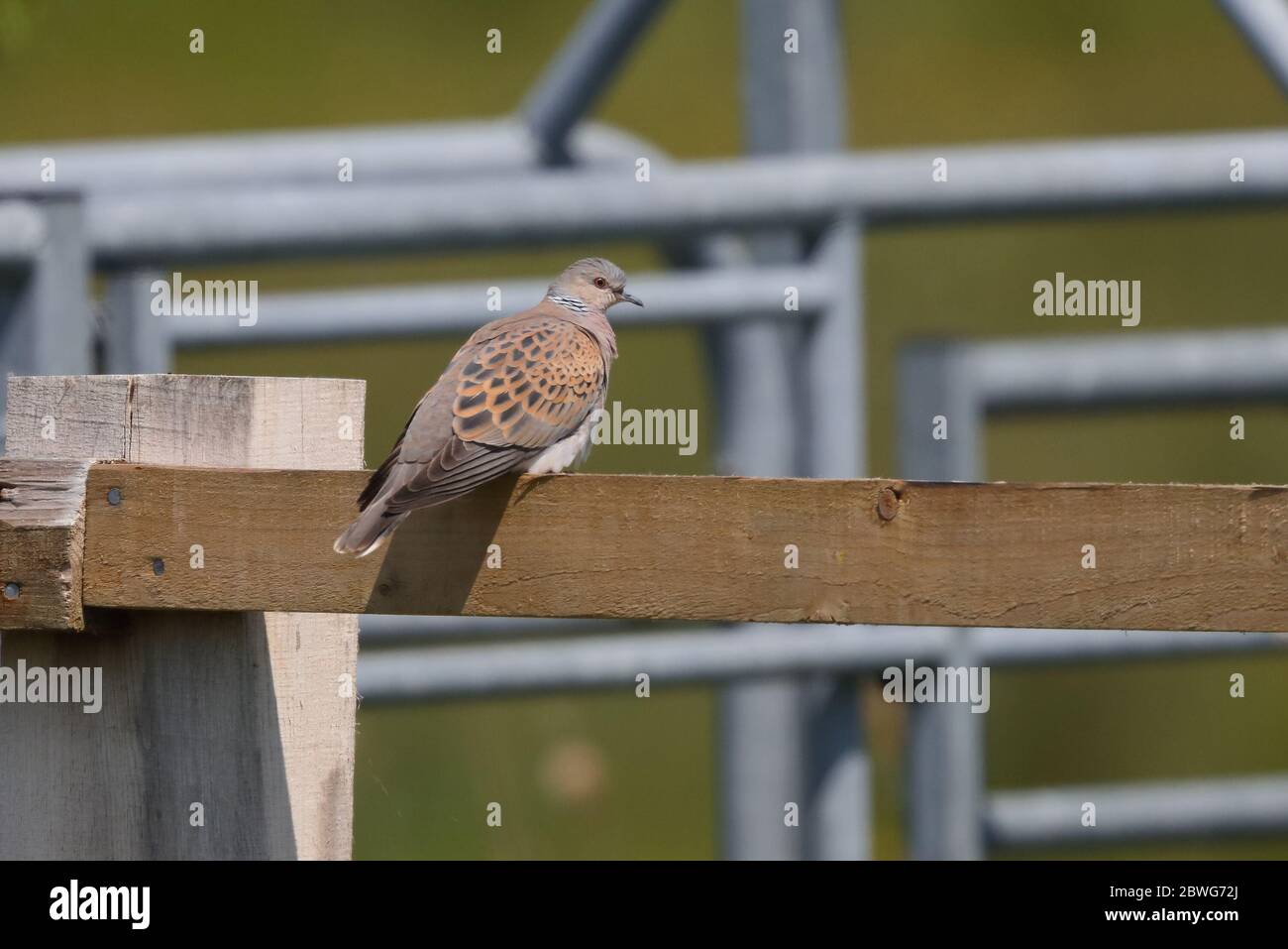 Turtle Doves England High Resolution Stock Photography and Images - Alamy