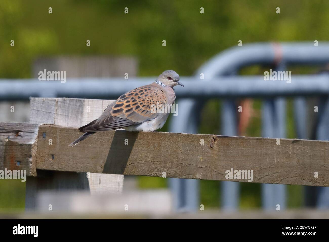 European Turtle Dove Stock Photo - Alamy