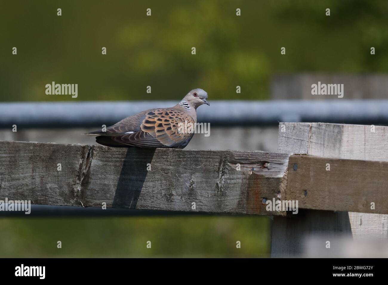 Turtle doves england hi-res stock photography and images - Alamy