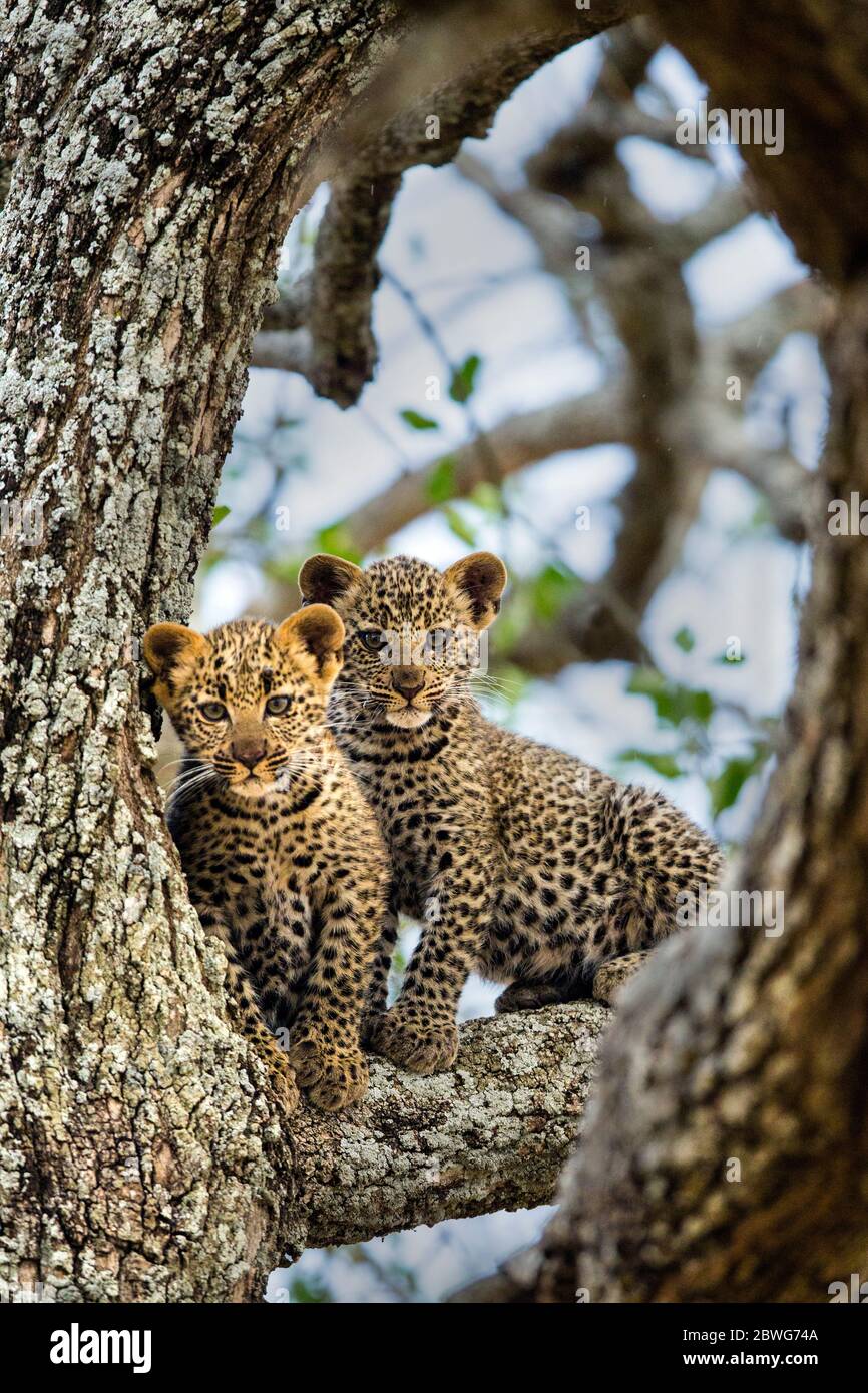African Leopard Cubs