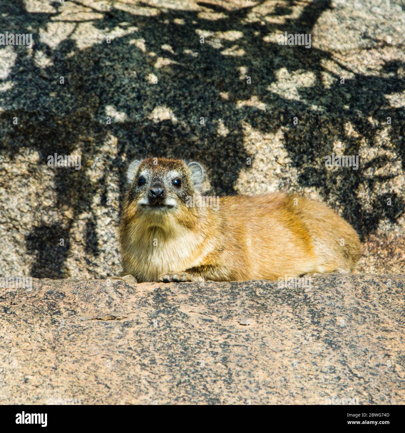 Rock hyrax procavia capensis in hi-res stock photography and images - Alamy