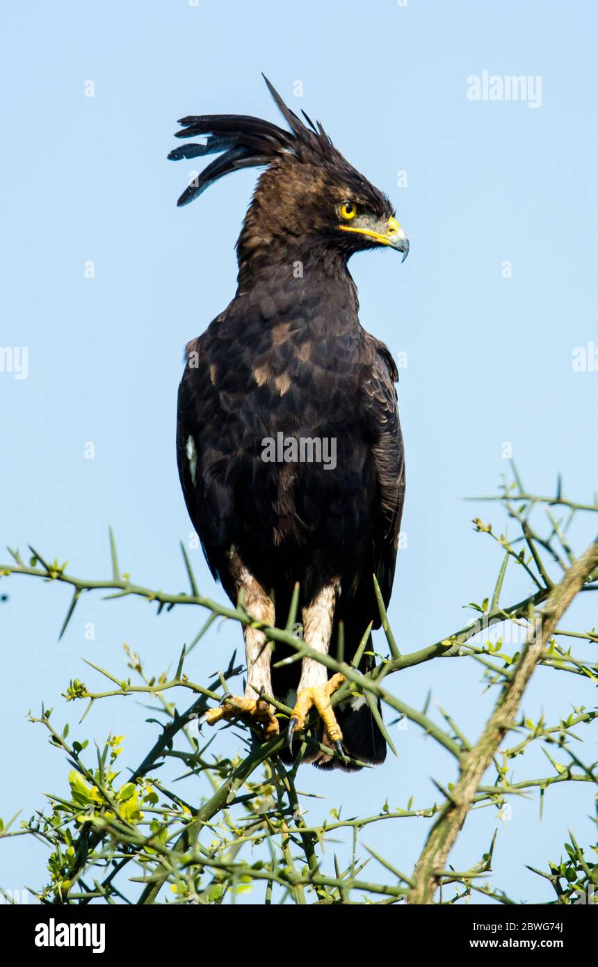 Crested Eagle
