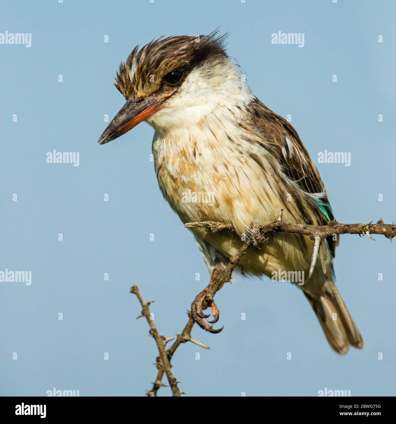 Halcyon hi-res stock photography and images - Alamy