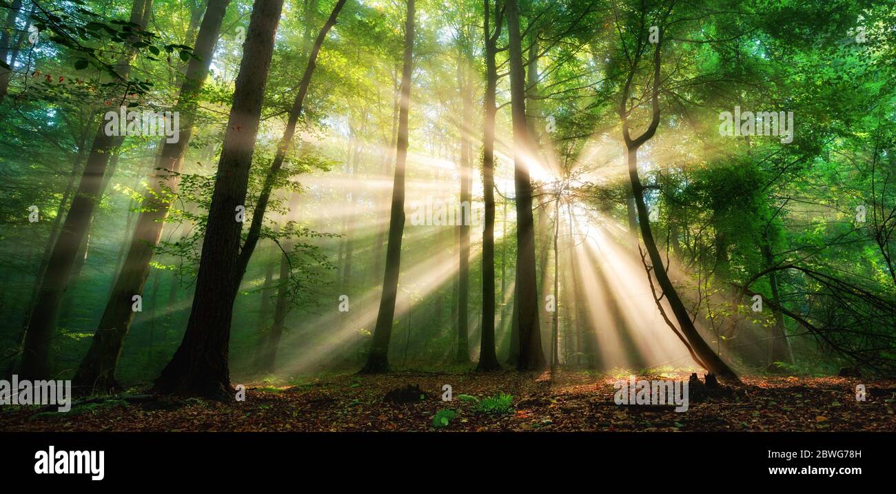 Luminous rays of sunlight shining through the mist and green foliage in ...