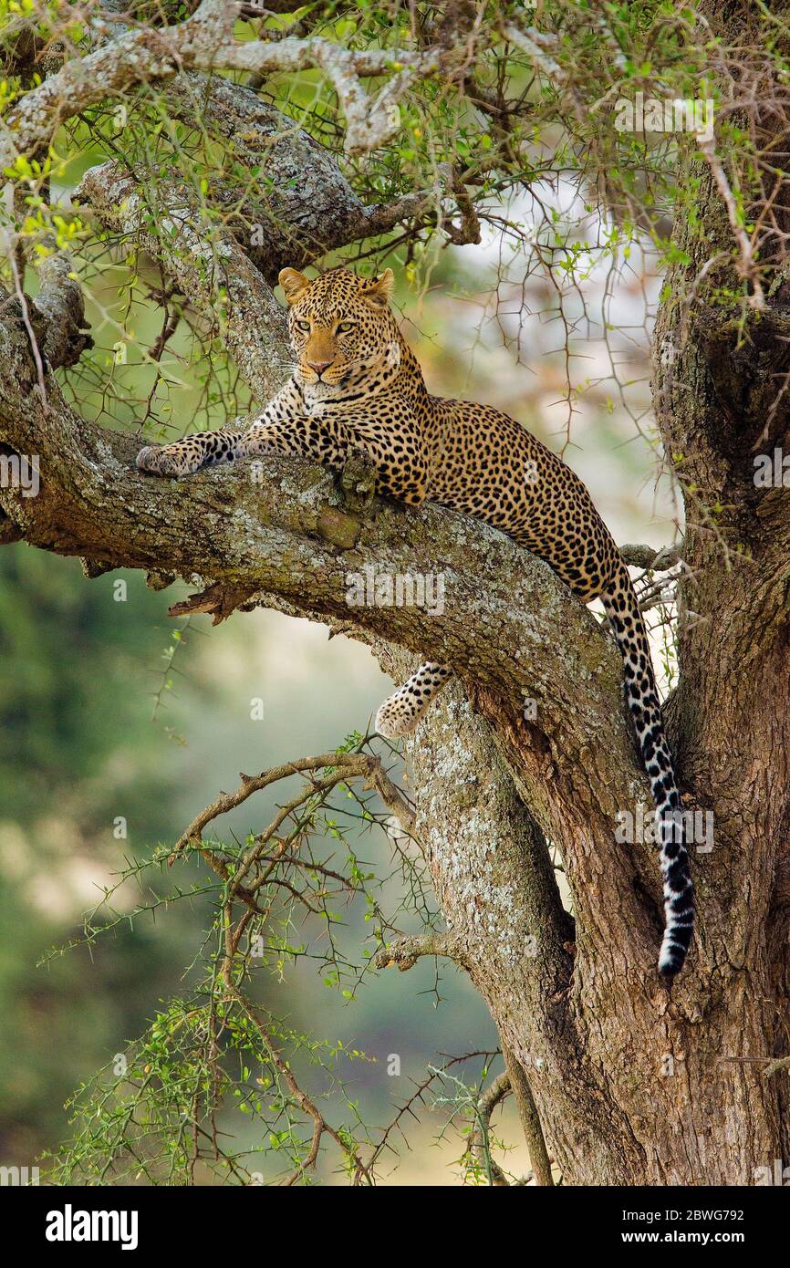 Leopard in tree hi-res stock photography and images - Alamy