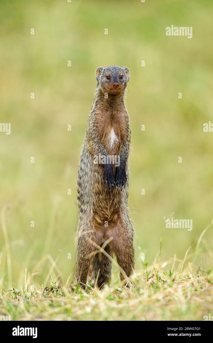 Banded mongoose (Mungos mungo) standing on hind legs, Serengeti ...