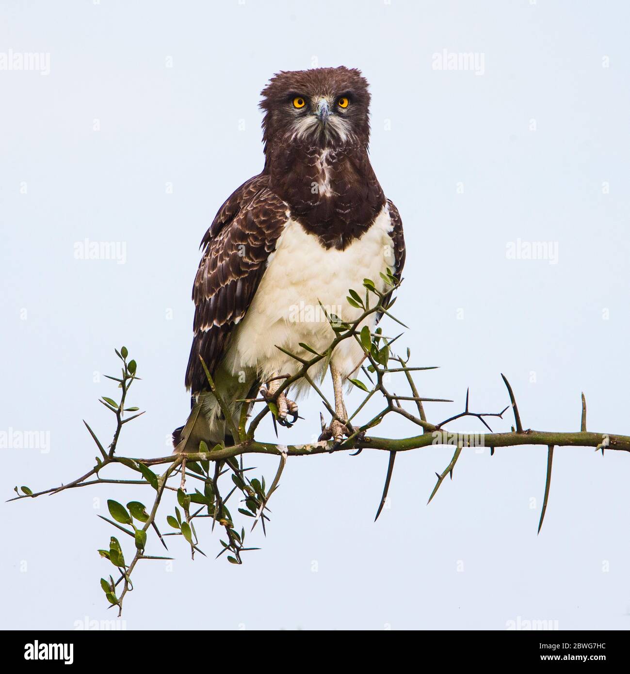 Black Chested Snake Eagle