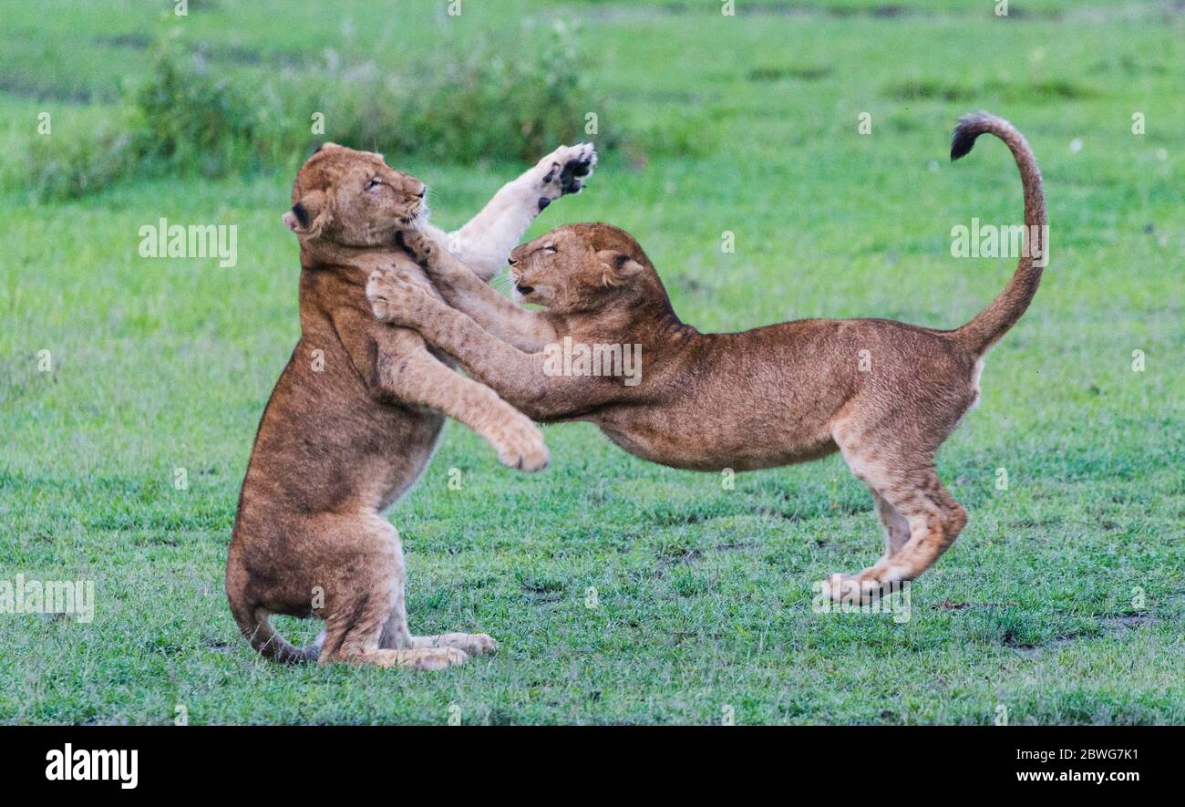 Two lionesses (Panthera leo) fighting, Ngorongoro Conservation Area ...