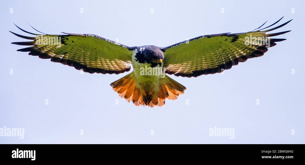 Isolated augur buzzard bird (Buteo augur) presenting wingspan in flight ...