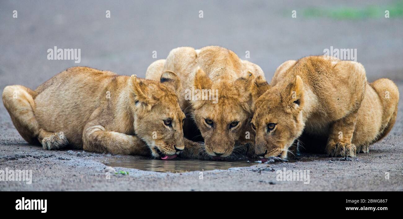 Three exhausted lions (Panthera leo) drinking water from puddle ...