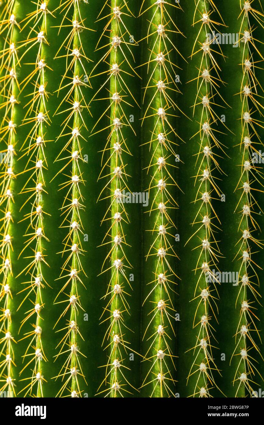 Closeup of spines on cactus, background cactus with spines Stock Photo ...