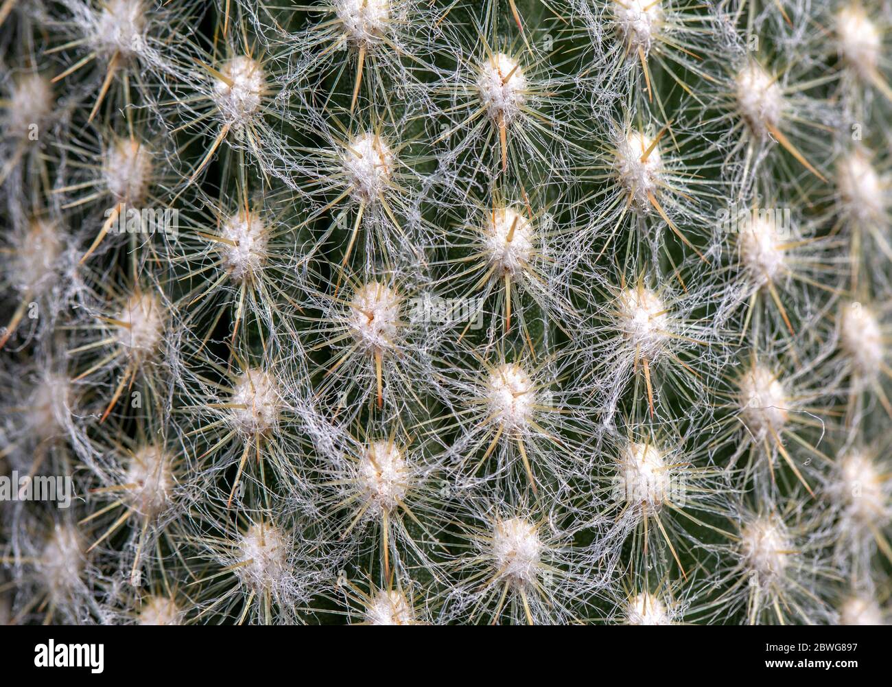 Closeup of spines on cactus, background cactus with spines Stock Photo ...