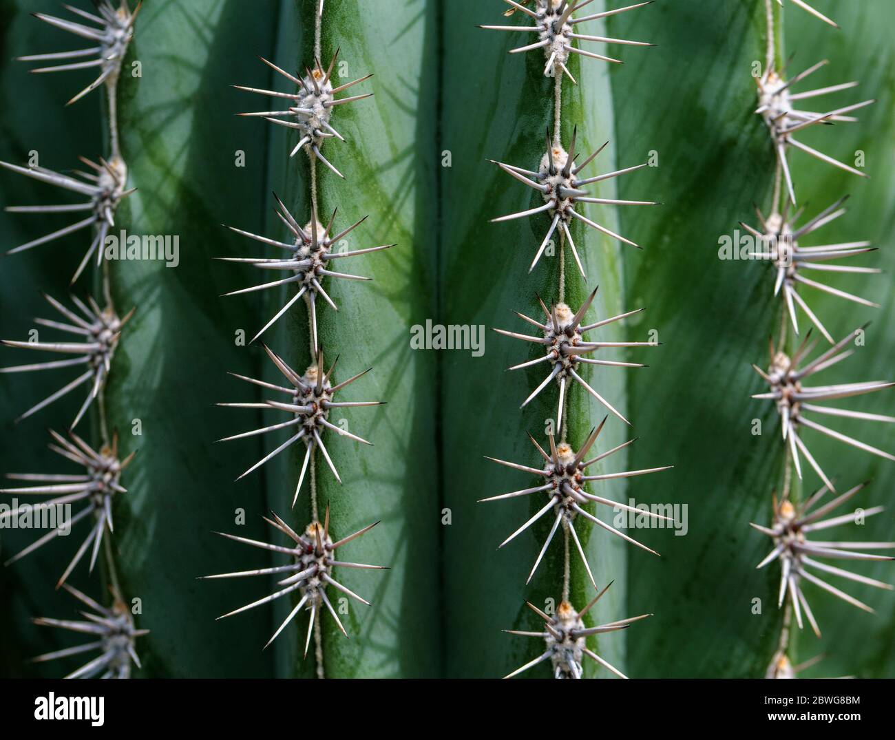 Closeup of spines on cactus, background cactus with spines Stock Photo ...
