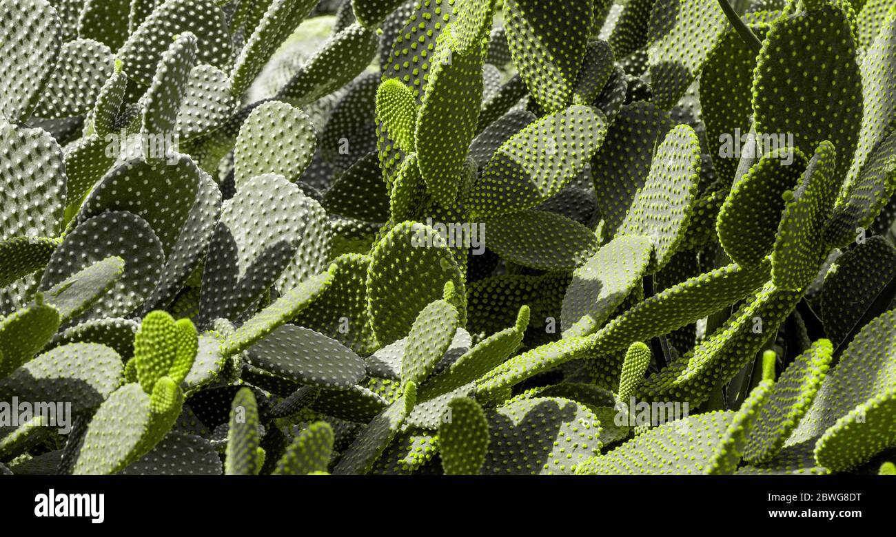 Cactus texture background. Cactus in the desert Stock Photo - Alamy
