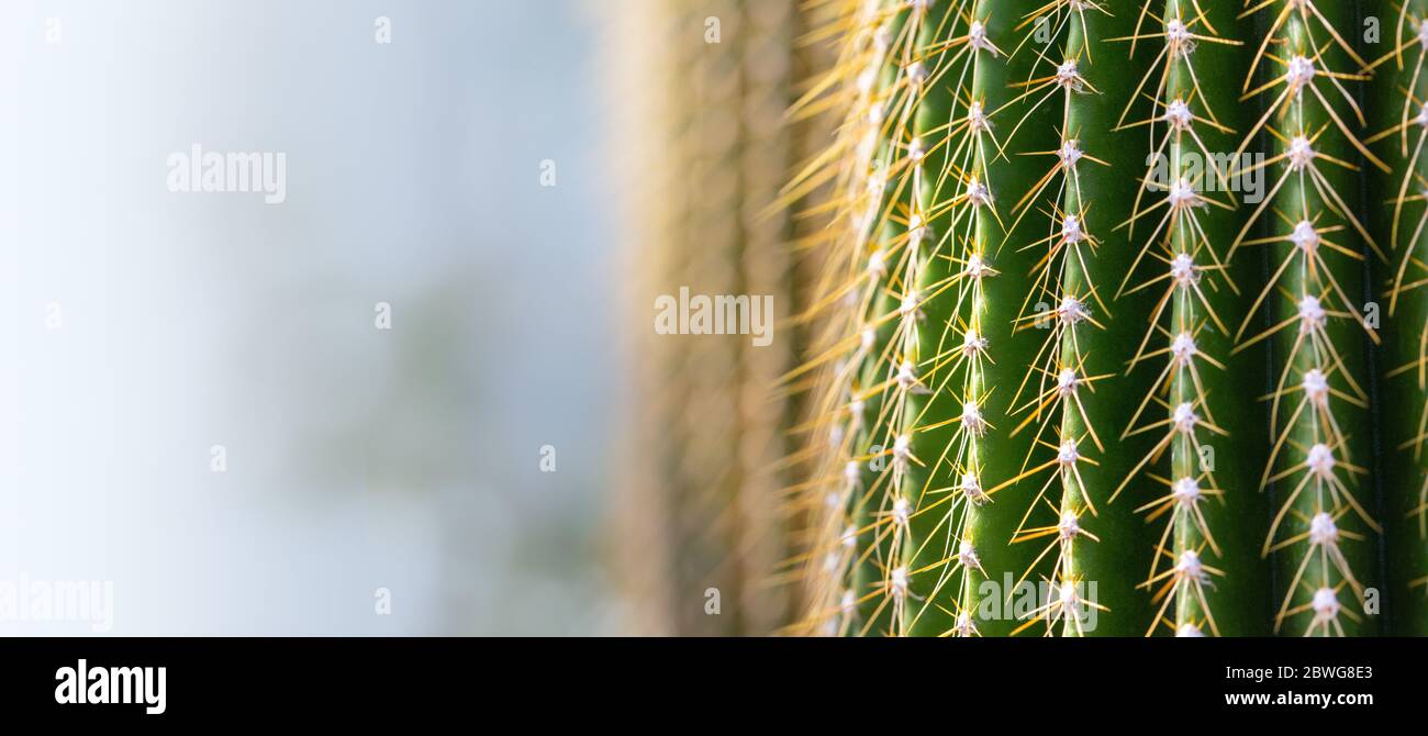 Long spikes cactus hi-res stock photography and images - Alamy