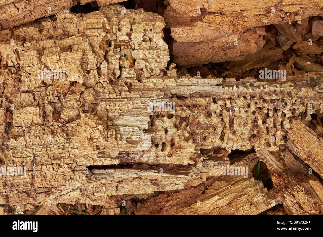 Dead wood on the forest floor Stock Photo - Alamy