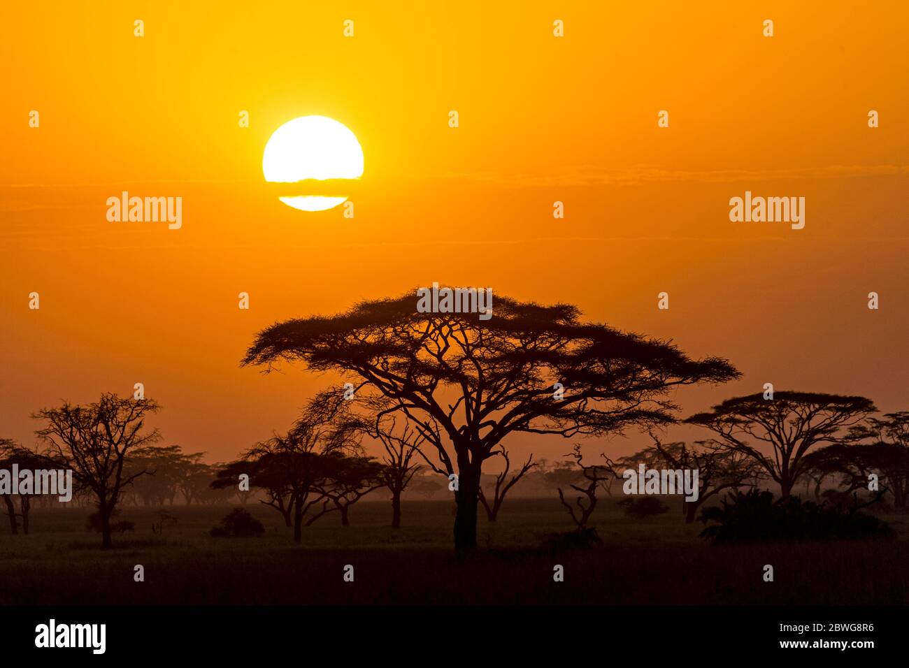 Acacia tree sunset hi-res stock photography and images - Alamy