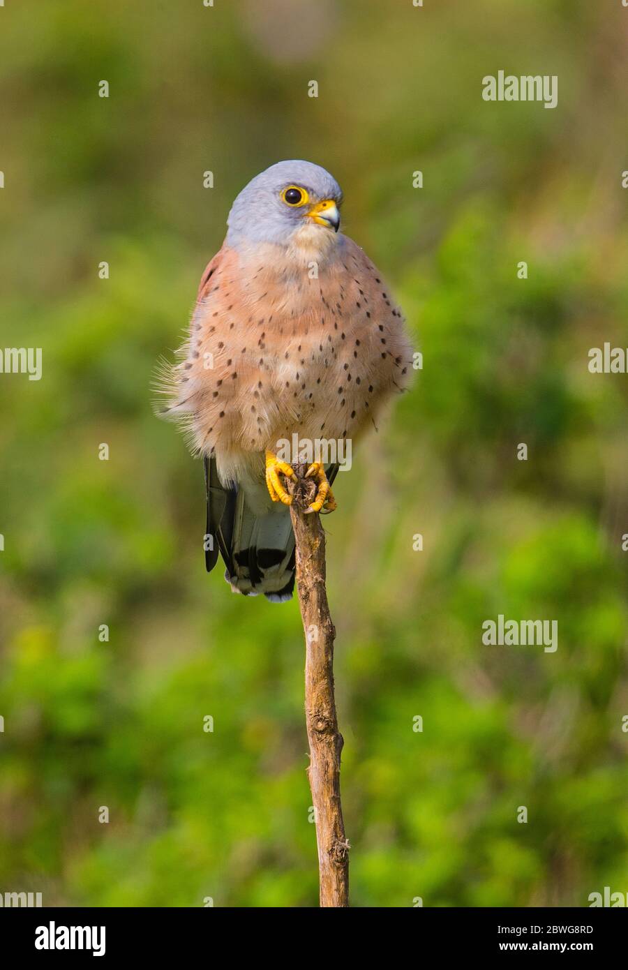 Grey kestrel (Falco ardosiaceus) in Ngorongoro Conservation Area ...