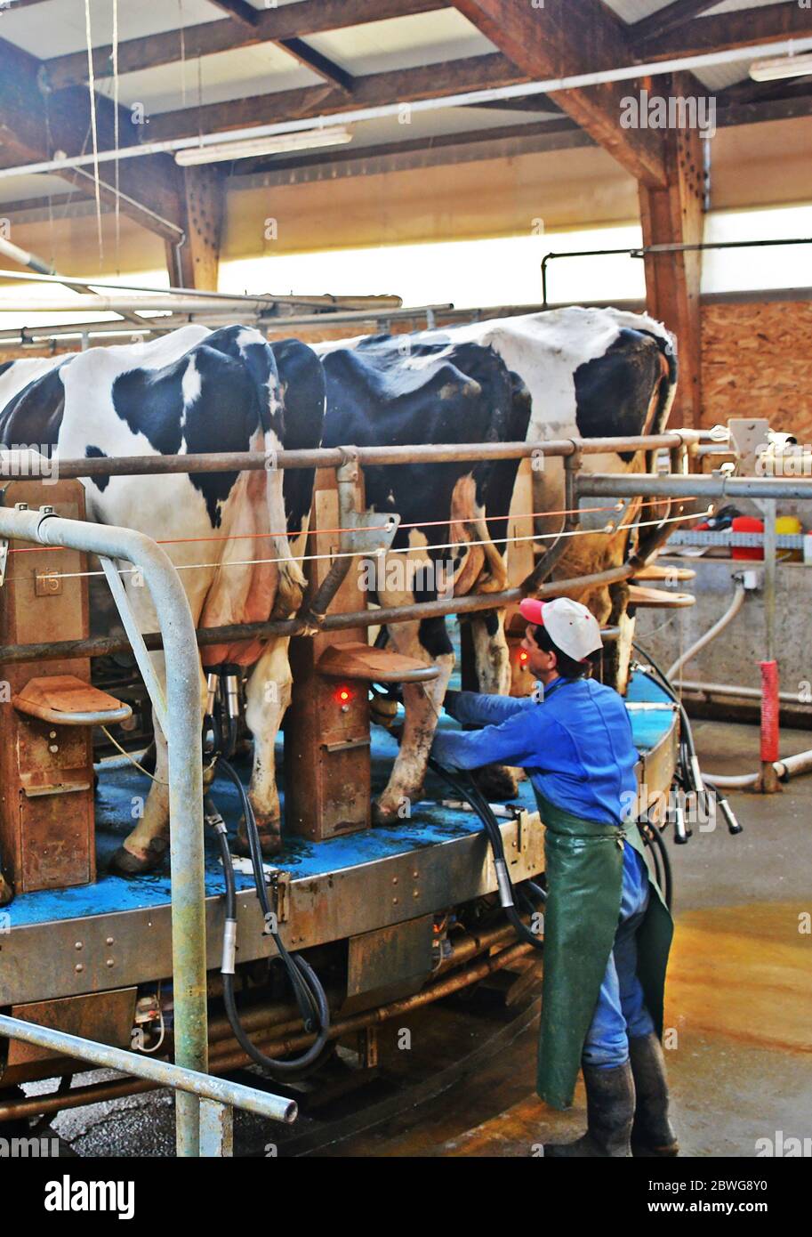 Milking process hi-res stock photography and images - Alamy