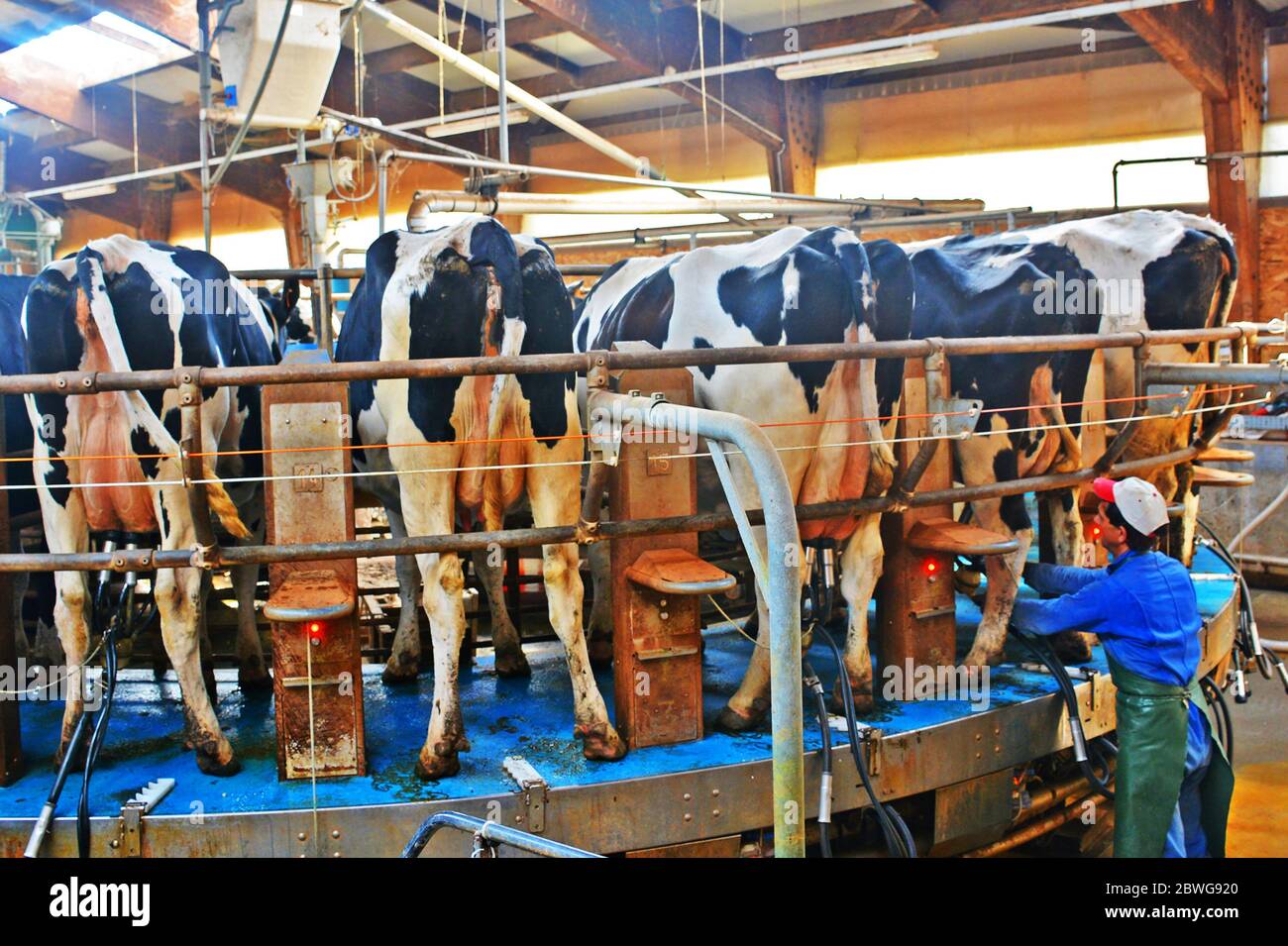 Milking process hi-res stock photography and images - Alamy