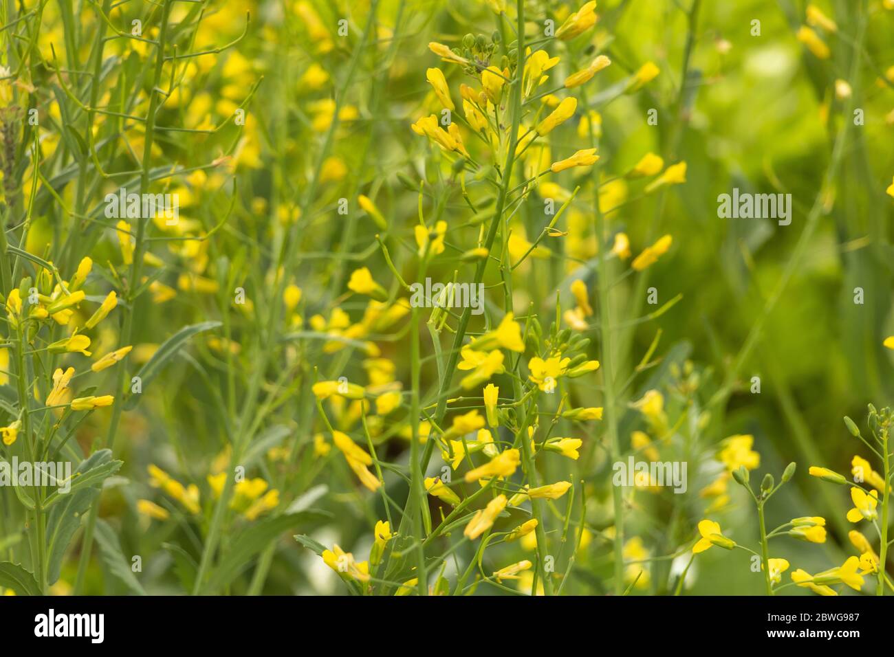 Cabbage blooming hi-res stock photography and images - Alamy