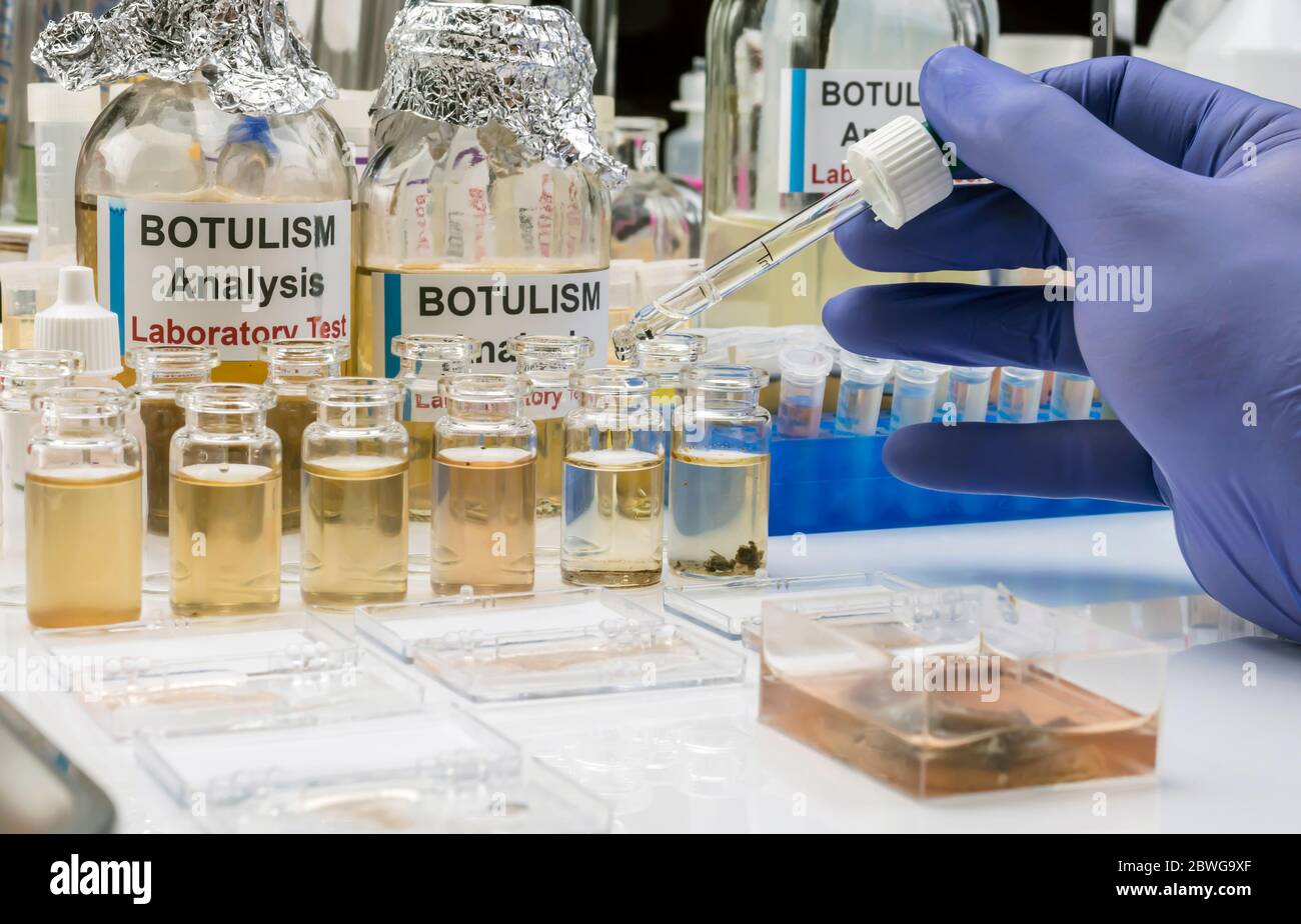Experienced laboratory scientist analyzing a sample from a canned food ...