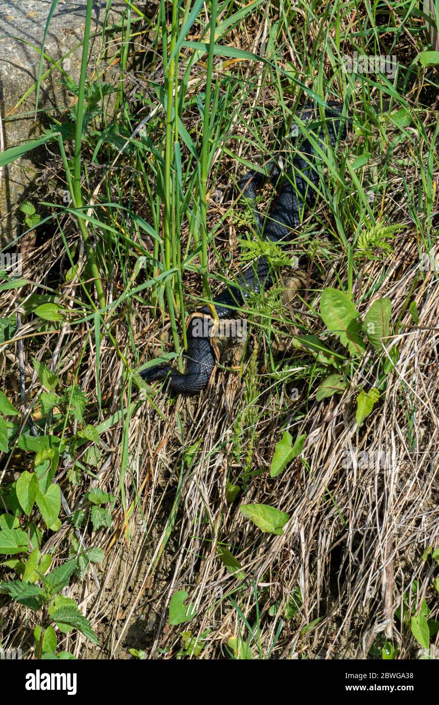 Snakes wriggle hi-res stock photography and images - Alamy